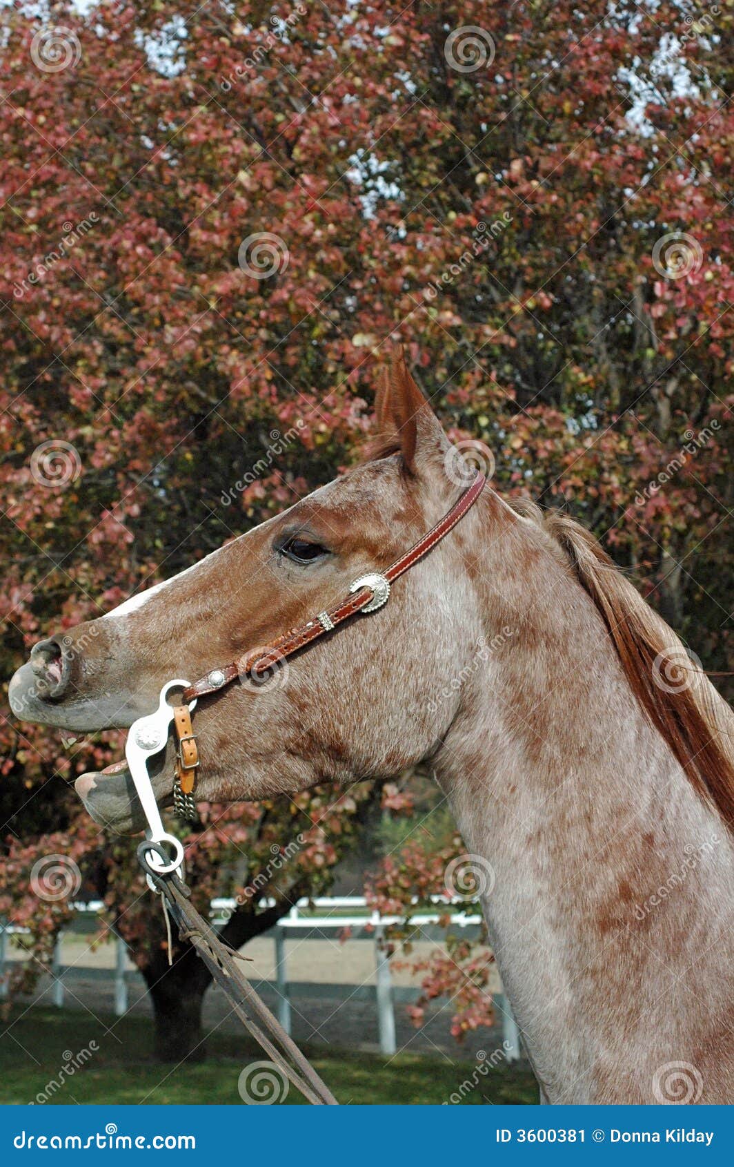 Talking horse stock image. Image of nature, colors, animal - 3600381