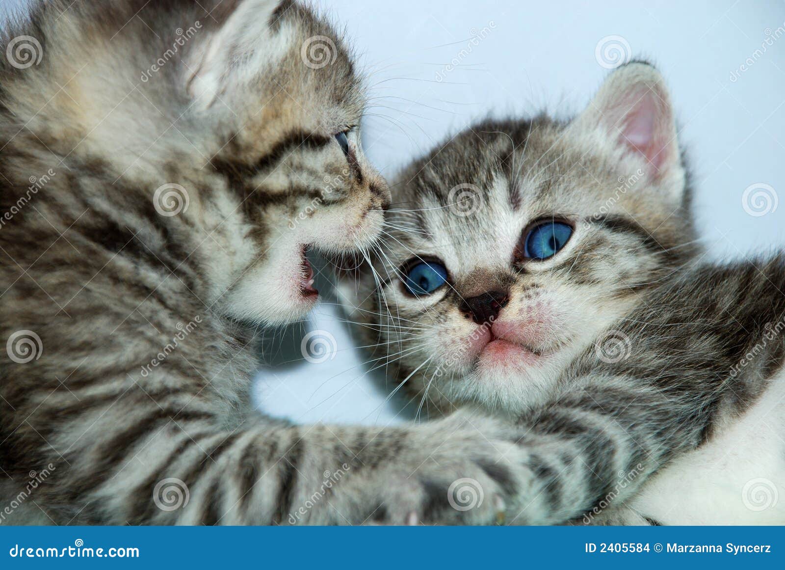 Talking Kitten at Veronica Richardson blog