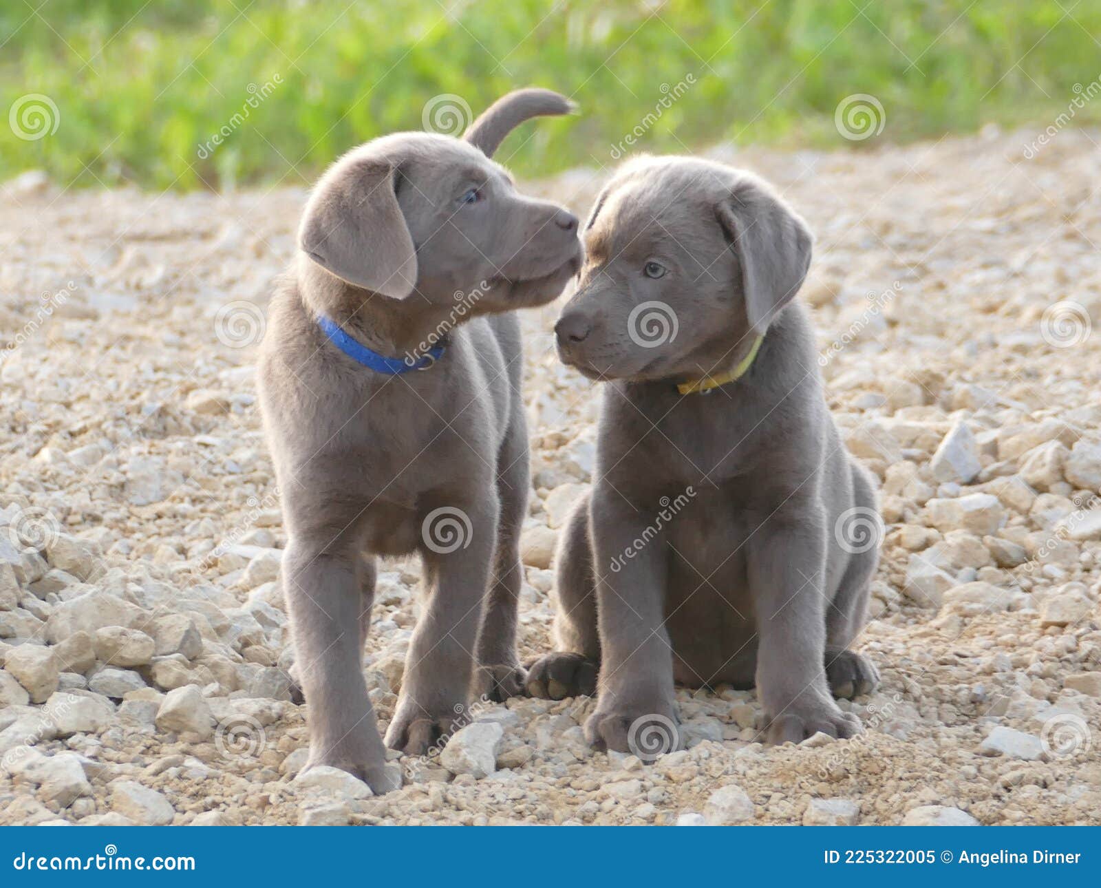 Talking Labrador Retriever Puppys Silver Stock Image - Image of mammal ...