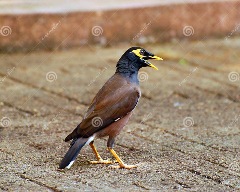 Talking Mynah stock photo. Image of flight, shiny, solitary - 8270388