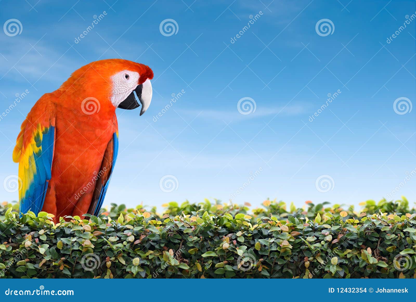Talking Parrot stock photo. Image of blue, summer, communication - 12432354