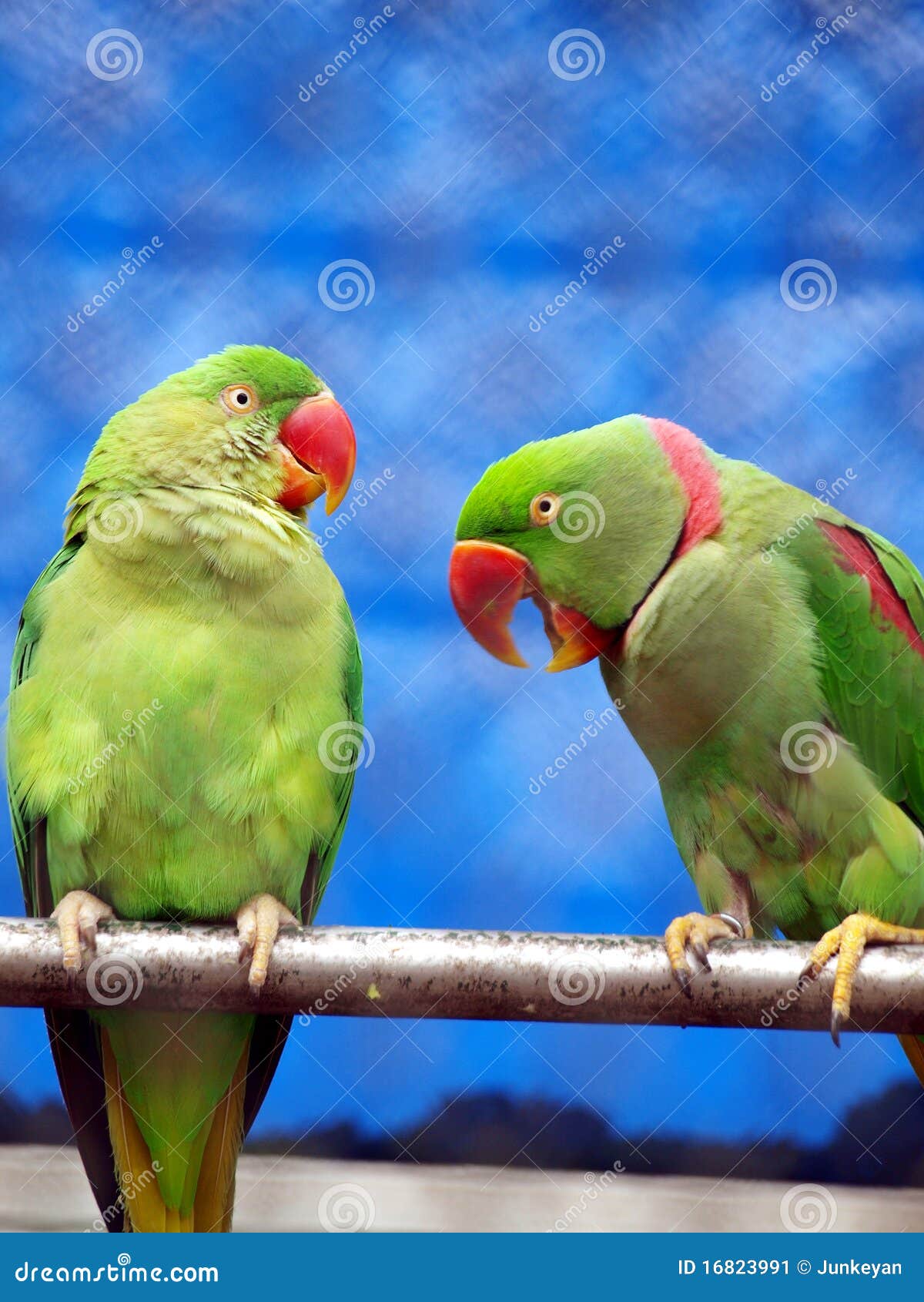 Talking Parrot Stock Image - Image: 16823991 Talking Parrot Stock Image - Image: 16823991
