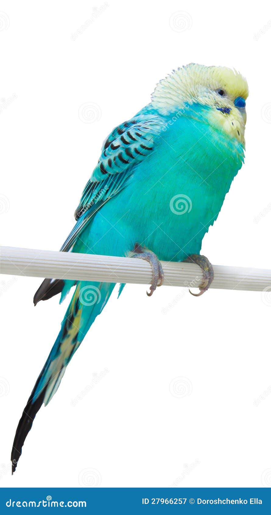 Wavy Parrot Isolated on White, Turquoise Budgie Close Up Shot Stock ...
