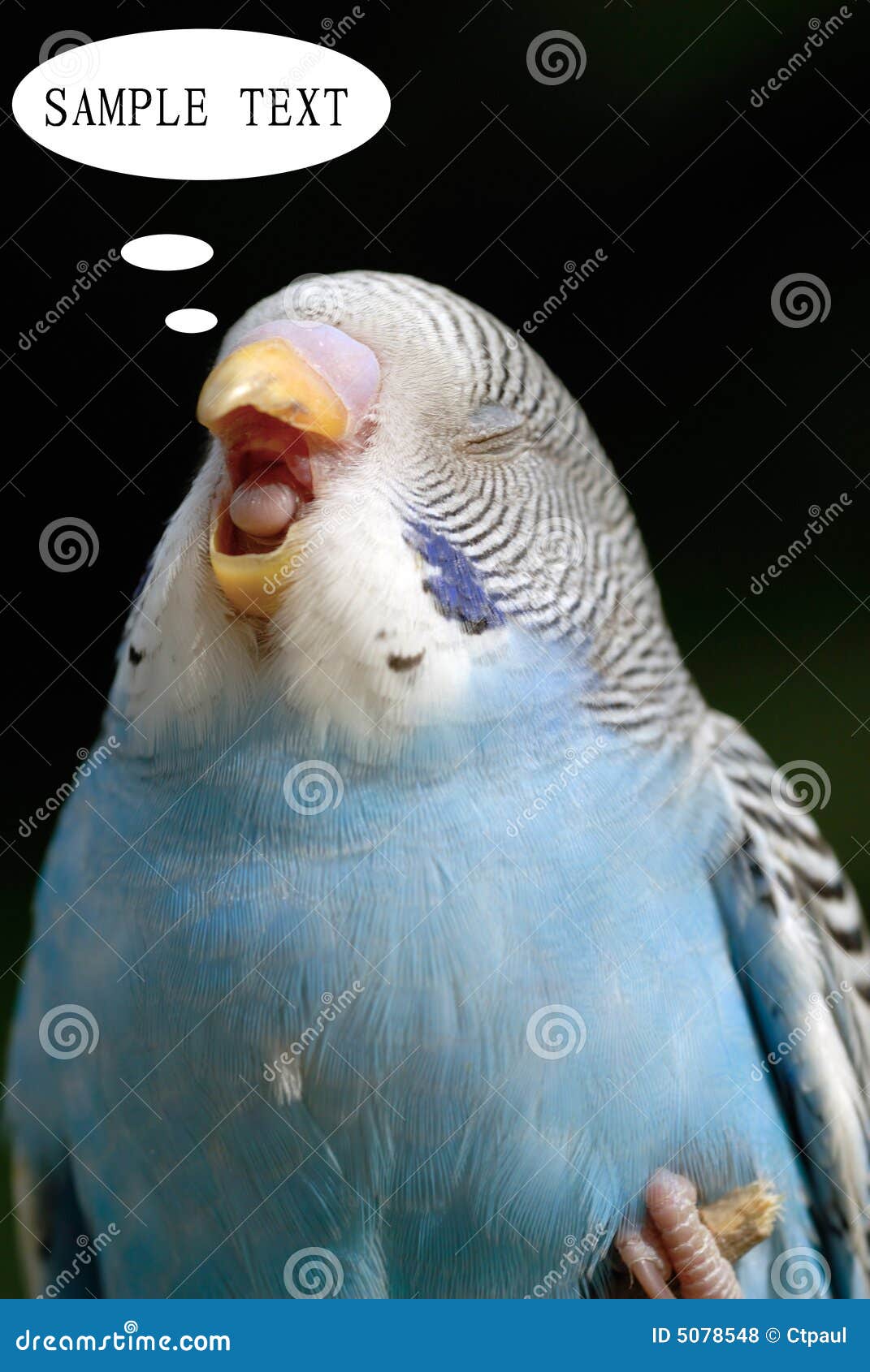 Talking Parrot stock photo. Image of blue, talk, feathered - 5078548