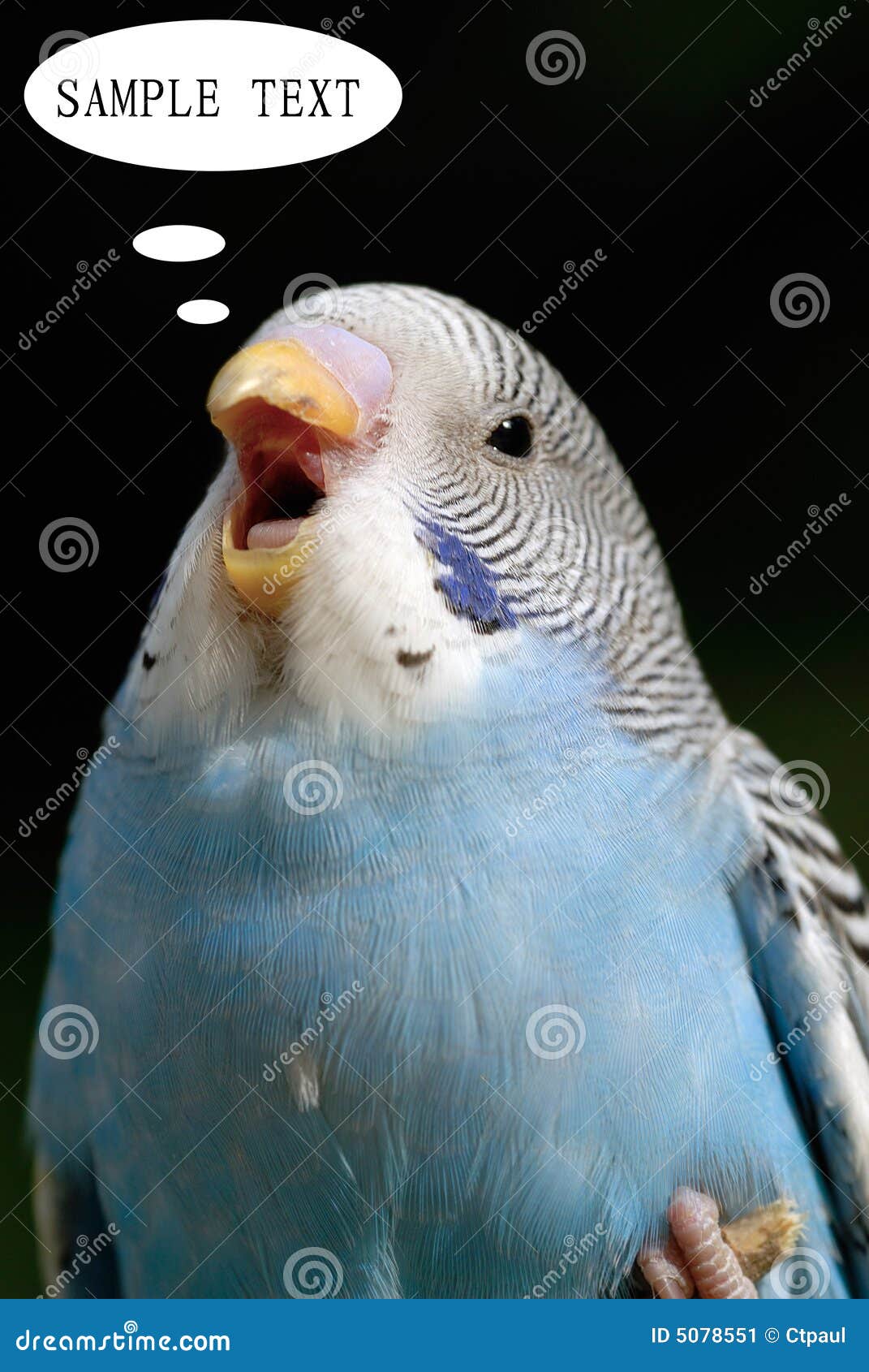 Talking Parrot stock image. Image of vivid, feather, talking - 5078551