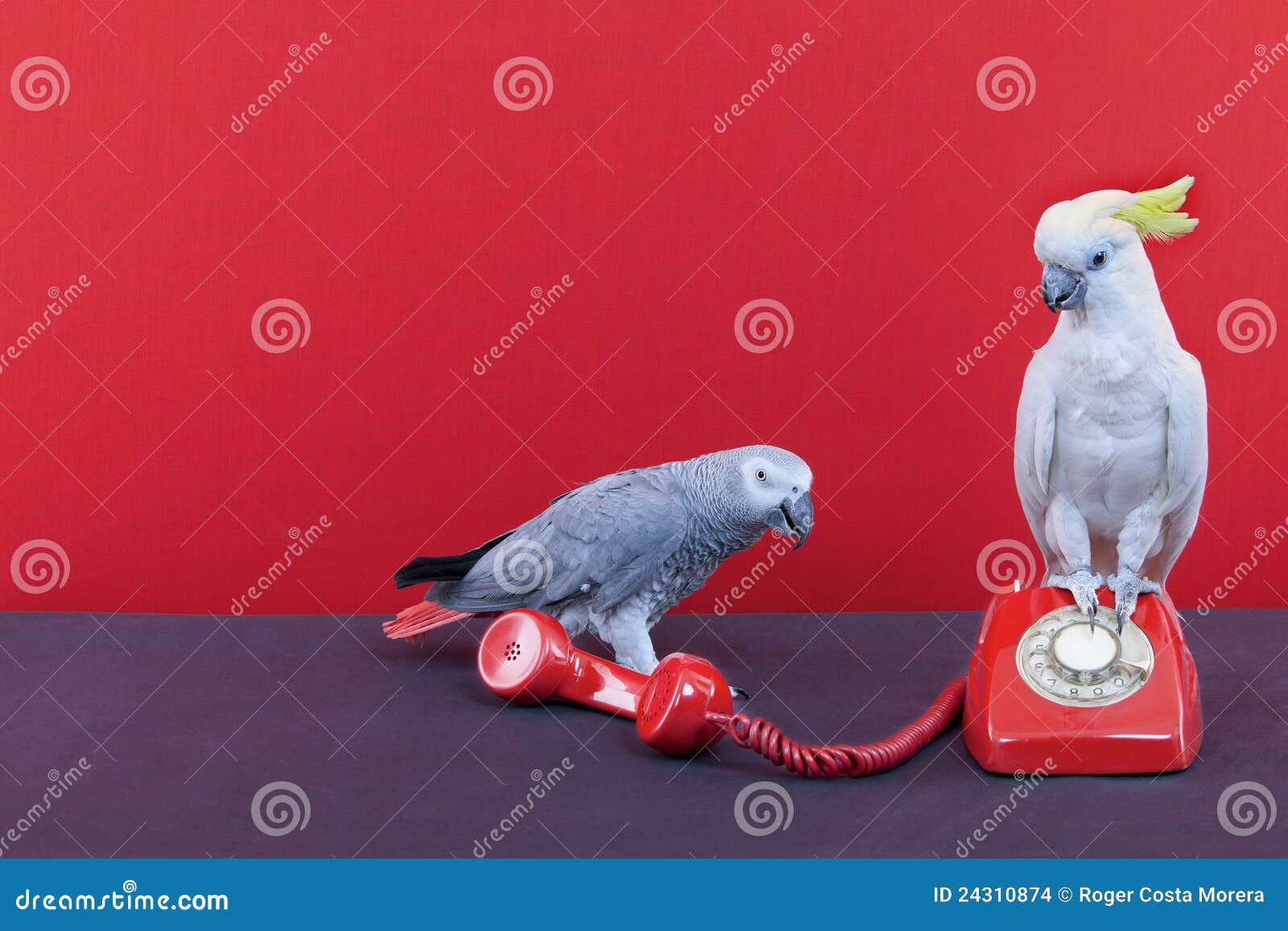 Talking on phone stock photo. Image of exotic, retro - 24310874