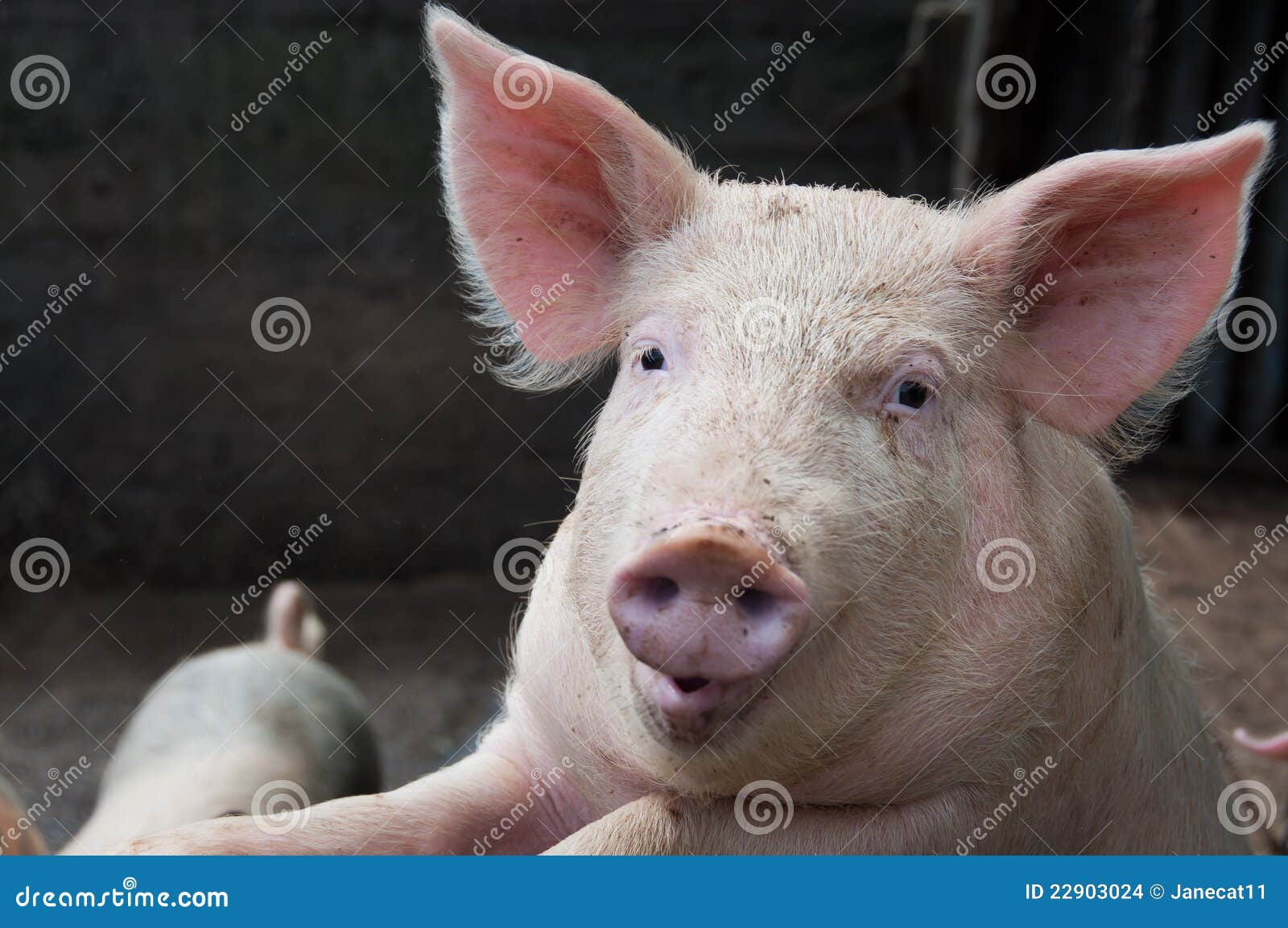 Talking pig stock photo. Image of welfare, finisher, farm - 22903024