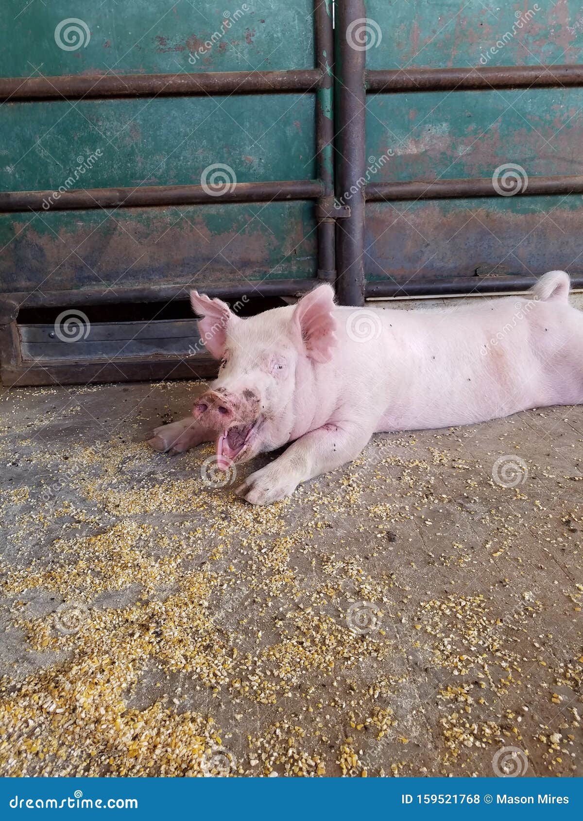 123 Talking Pig Photos - Free & Royalty-Free Stock Photos from Dreamstime