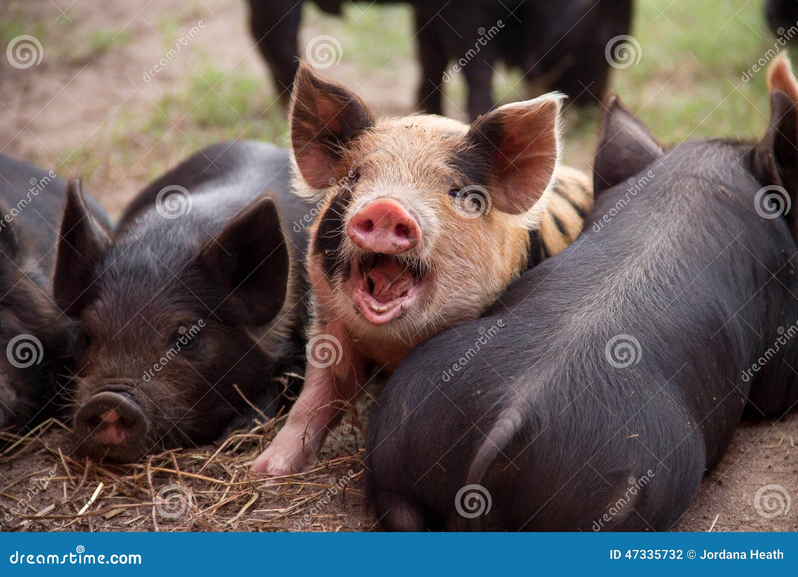 The Talking Piglet stock photo. Image of nature, observer - 47335732