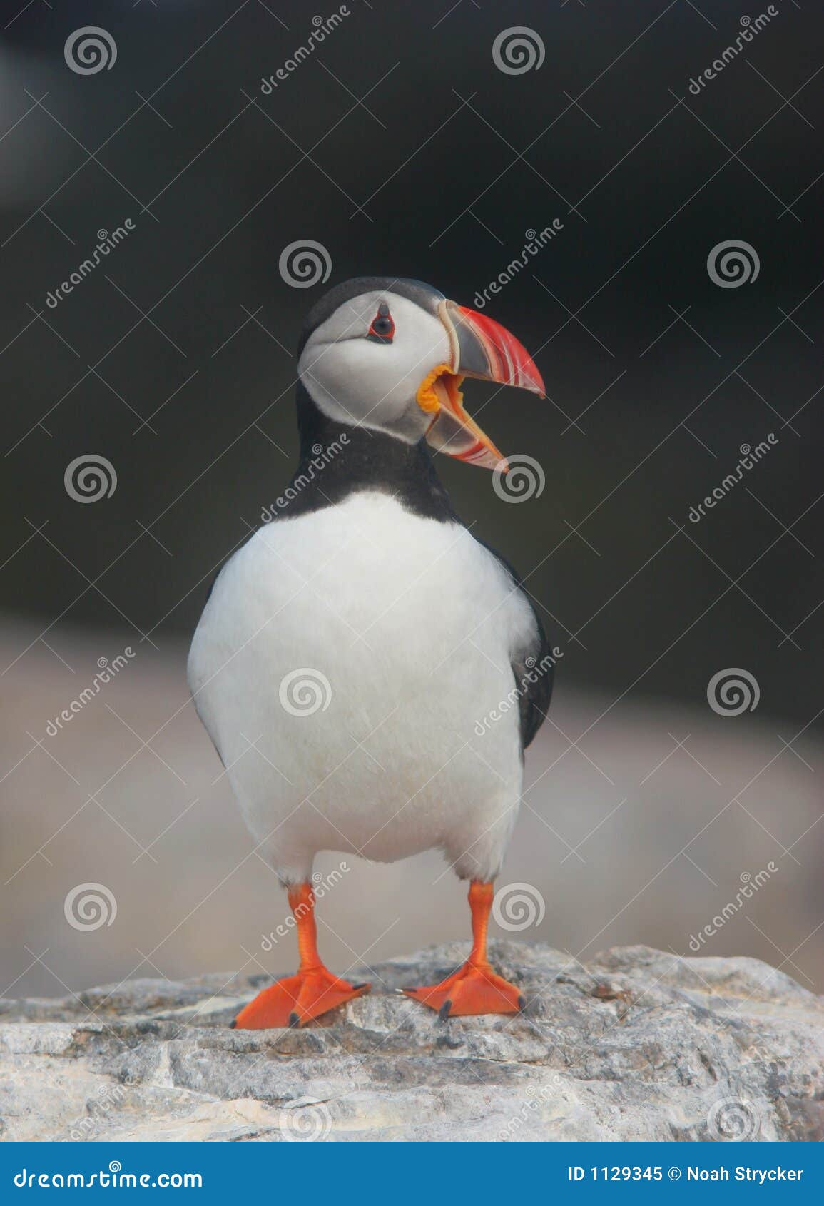 Talking Puffin stock image. Image of bird, clownish, maine - 1129345