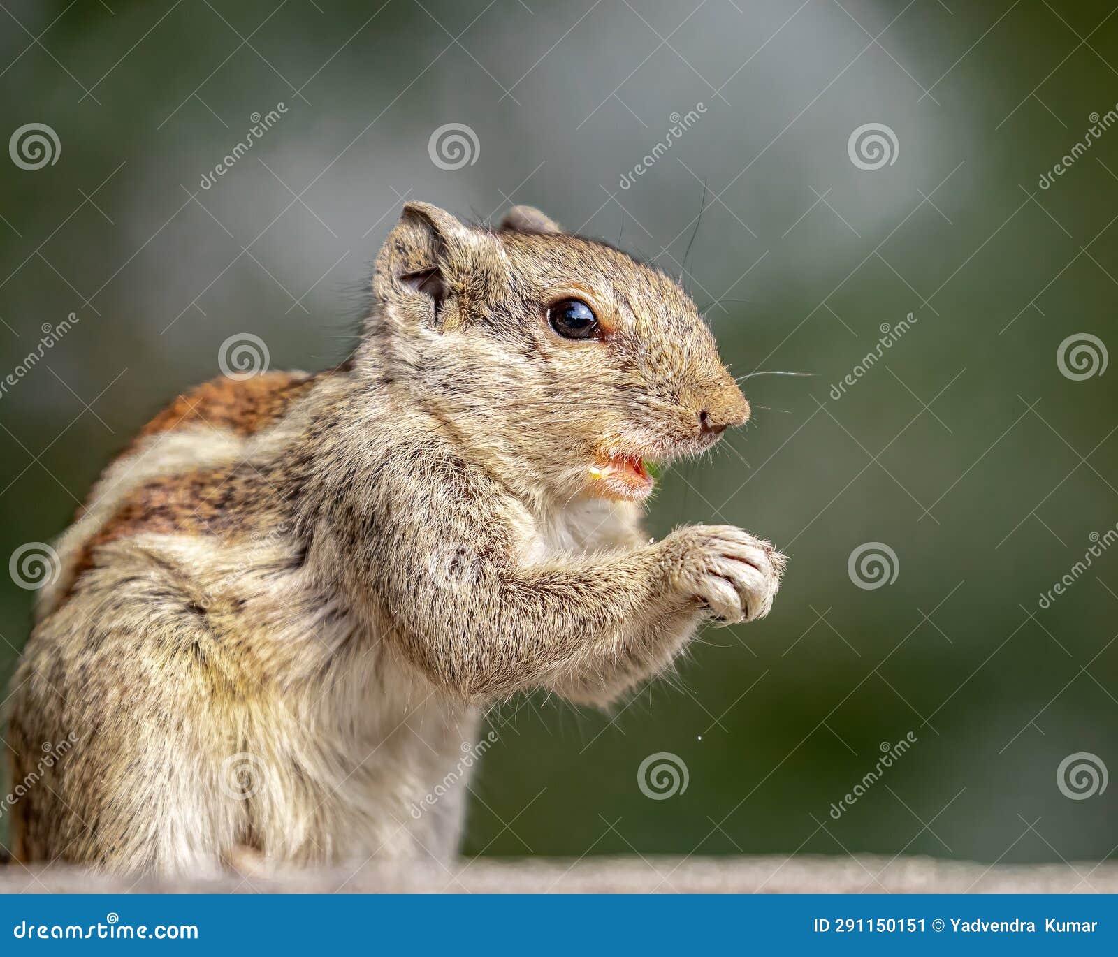 A talking Squirrel stock image. Image of eyes, grass - 291150151