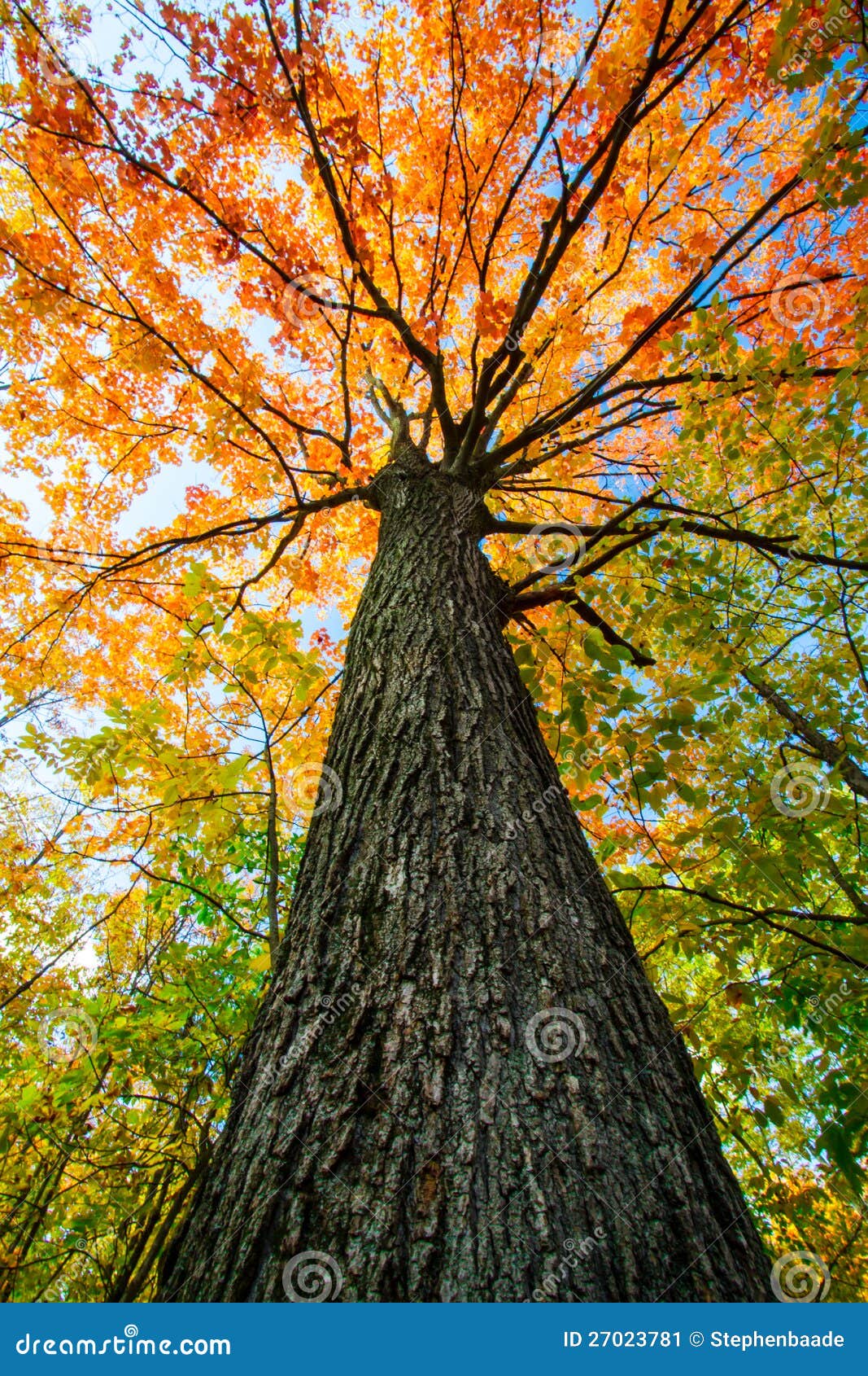 Tall stock image. Image of tree, leaves, autumn, forest - 27023781