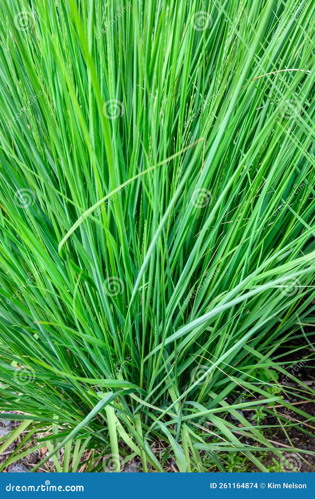 Tall Airy Ornamental Grass As Pattern and Texture in Nature Stock Photo ...