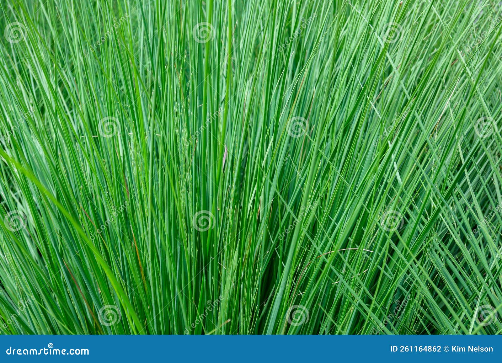 Tall Airy Ornamental Grass As Pattern and Texture in Nature Stock Photo ...