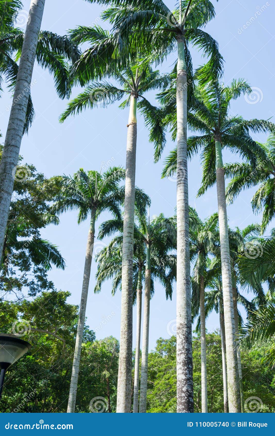 Tall and Aligned Coconut Trees in a Park Stock Photo - Image of plant ...