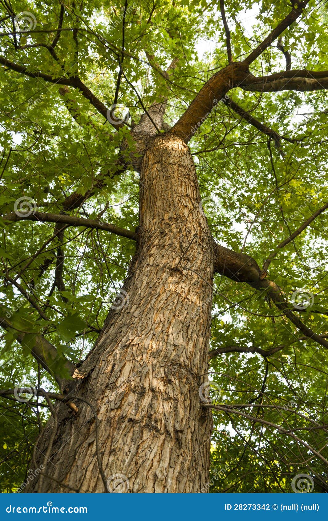 Tall ash tree stock photo. Image of trunk, line, wood - 28273342
