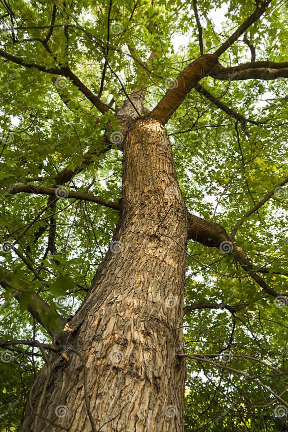 Tall ash tree stock photo. Image of trunk, line, wood - 28273342