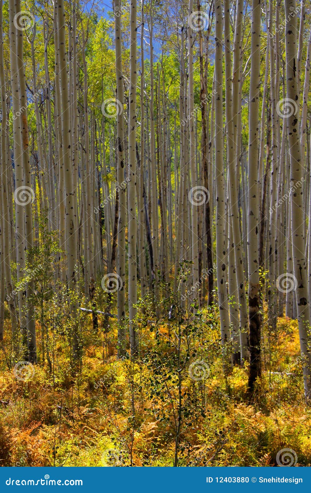 Tall Aspen trees stock photo. Image of nature, leaves - 12403880