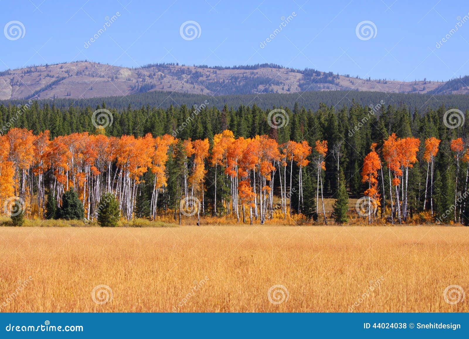 Tall Aspen trees in a row stock photo. Image of season - 44024038