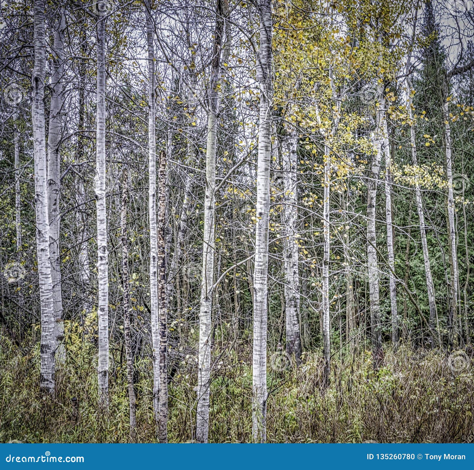 Tall aspen trees stock photo. Image of ontario, woods - 135260780