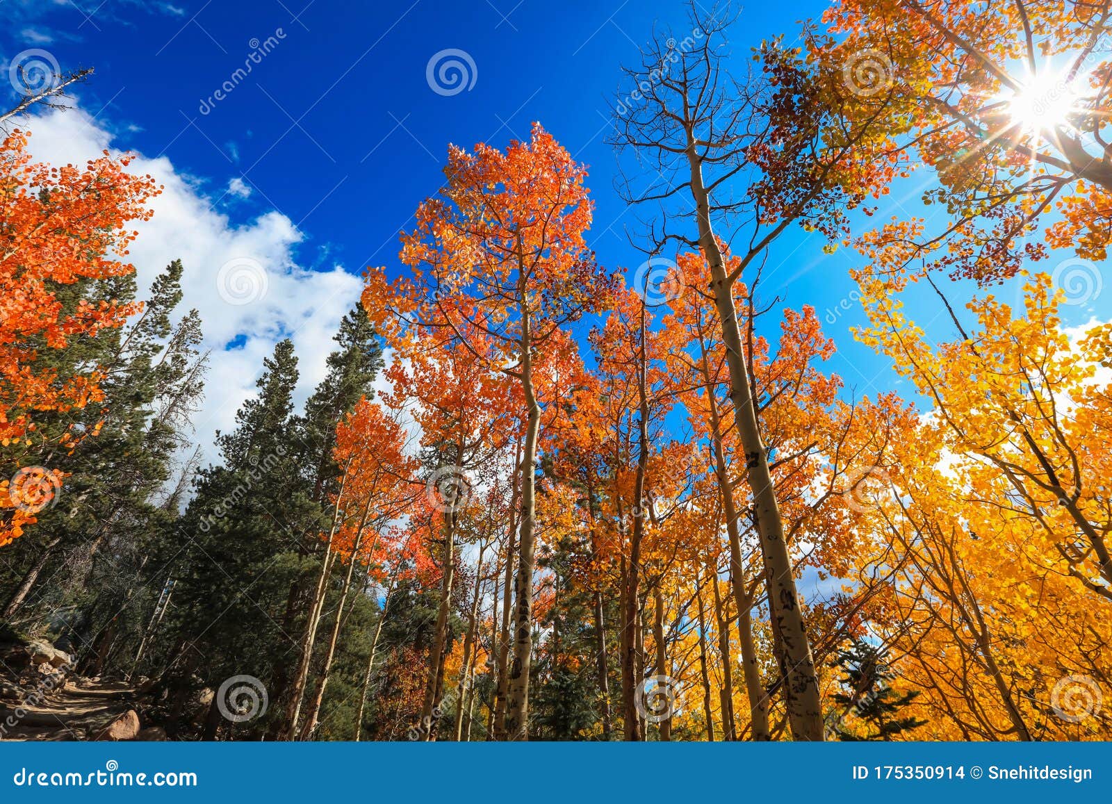 Tall Aspen Trees and Sun Flare Stock Photo - Image of autumn, foliage ...