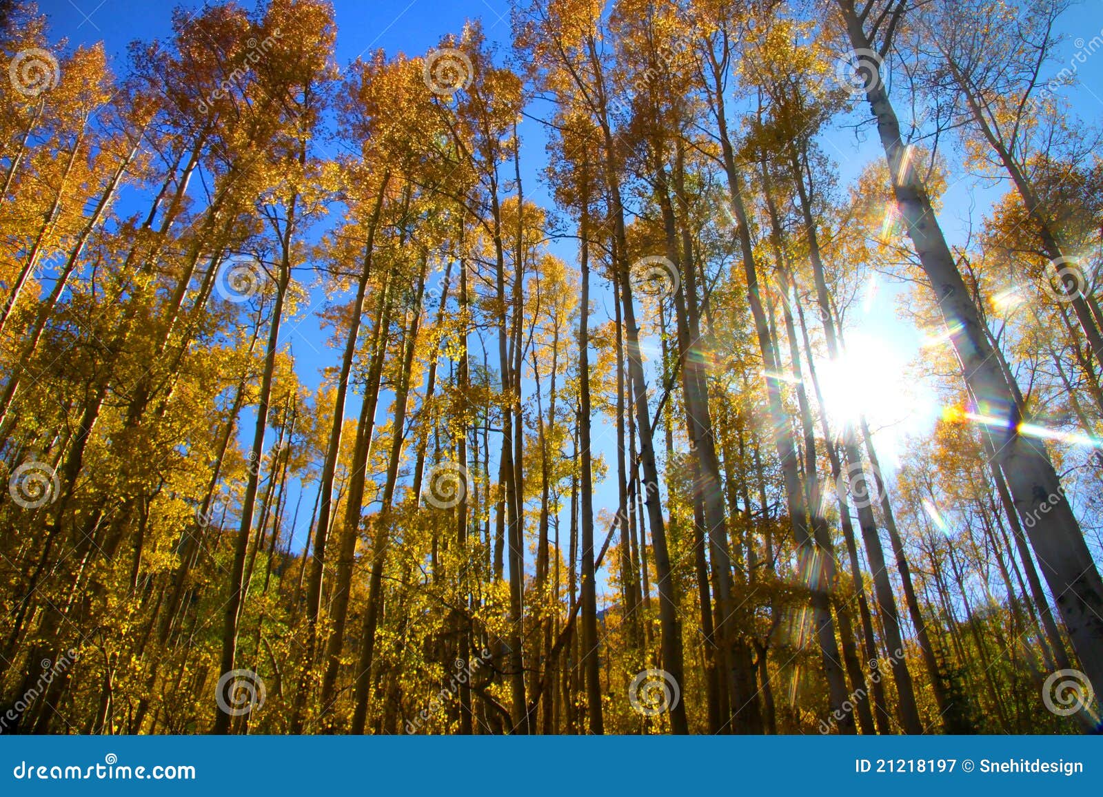 Tall Aspen Trees and Sun Rays Stock Image - Image of tall, morning ...