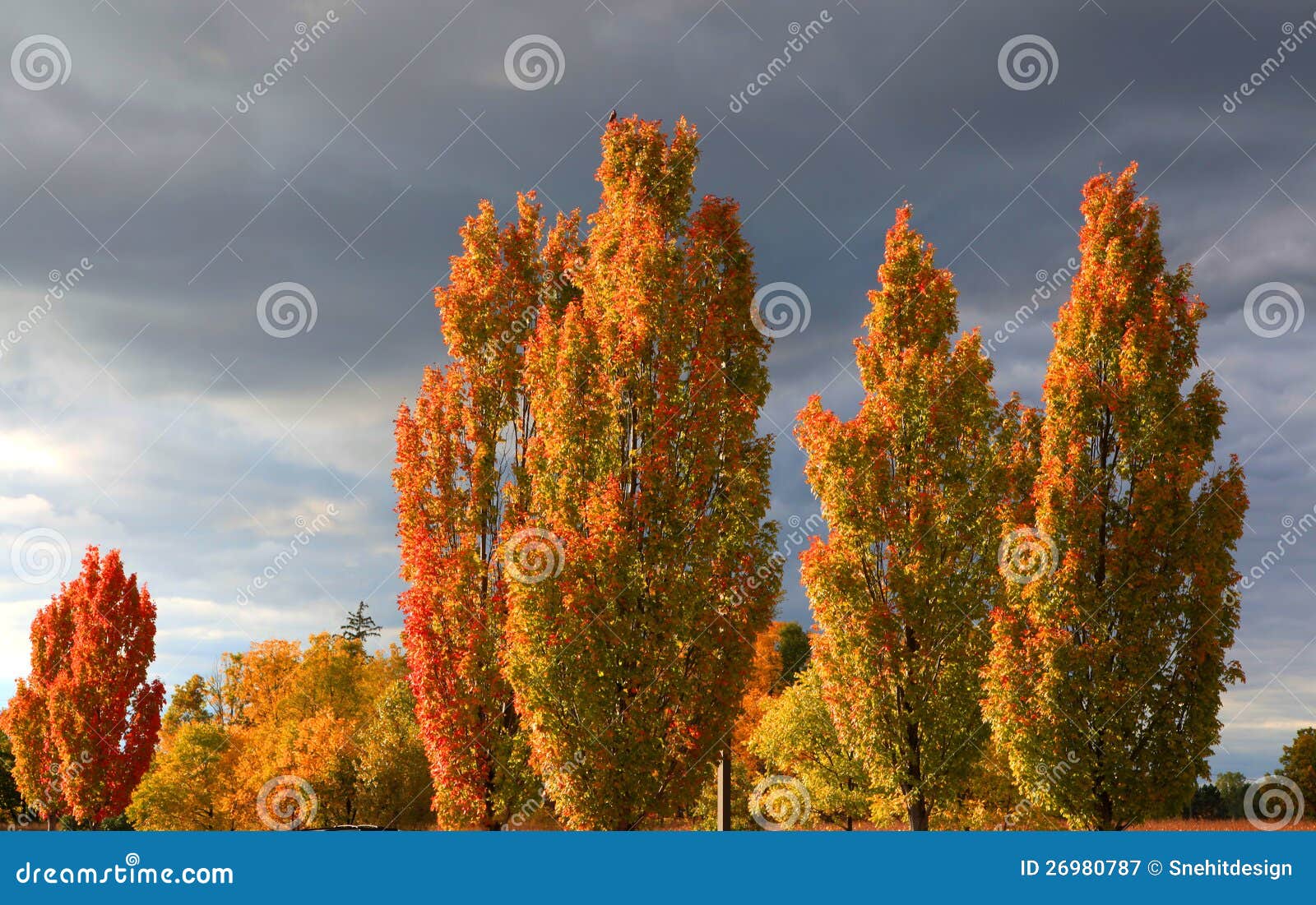 Tall autumn trees stock image. Image of romance, autumn - 26980787