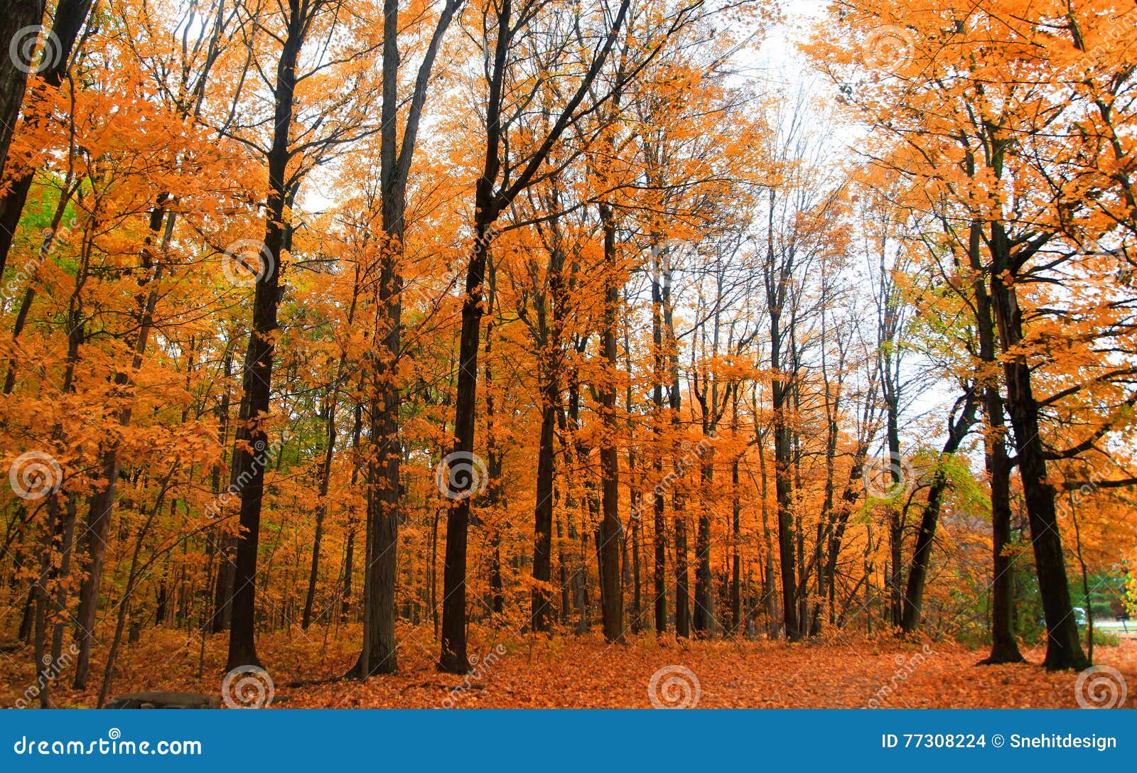 Tall autumn trees stock photo. Image of tree, vibrant - 77308224