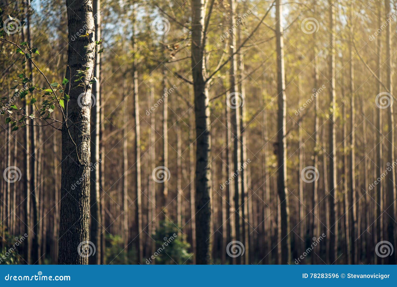 Tall Autumn Trees in Deciduous Forest with Sunlight Stock Photo - Image ...
