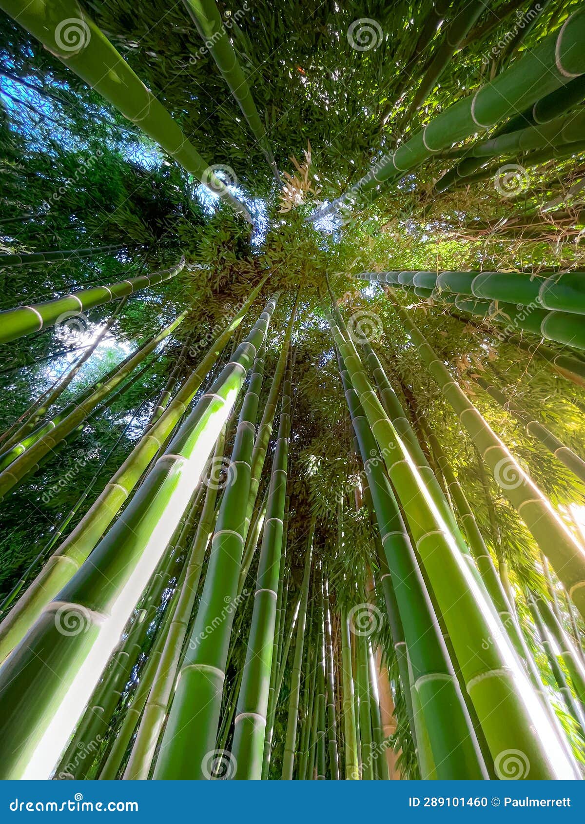 Tall Green Bamboo Growing Towards the Sky Stock Photo - Image of ...