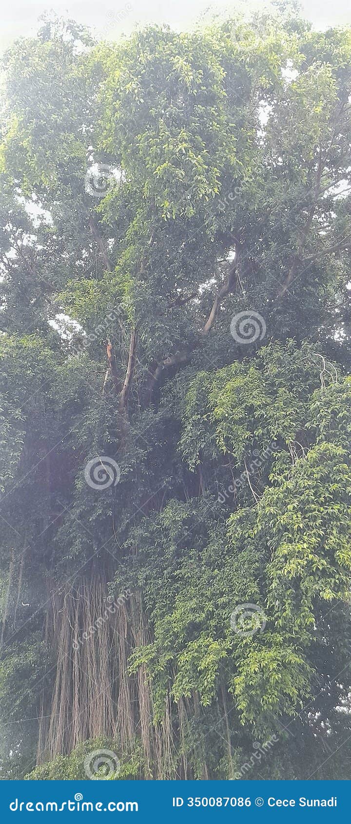 A Tall Banyan Tree Towers on the Side of the Road Stock Photo - Image ...