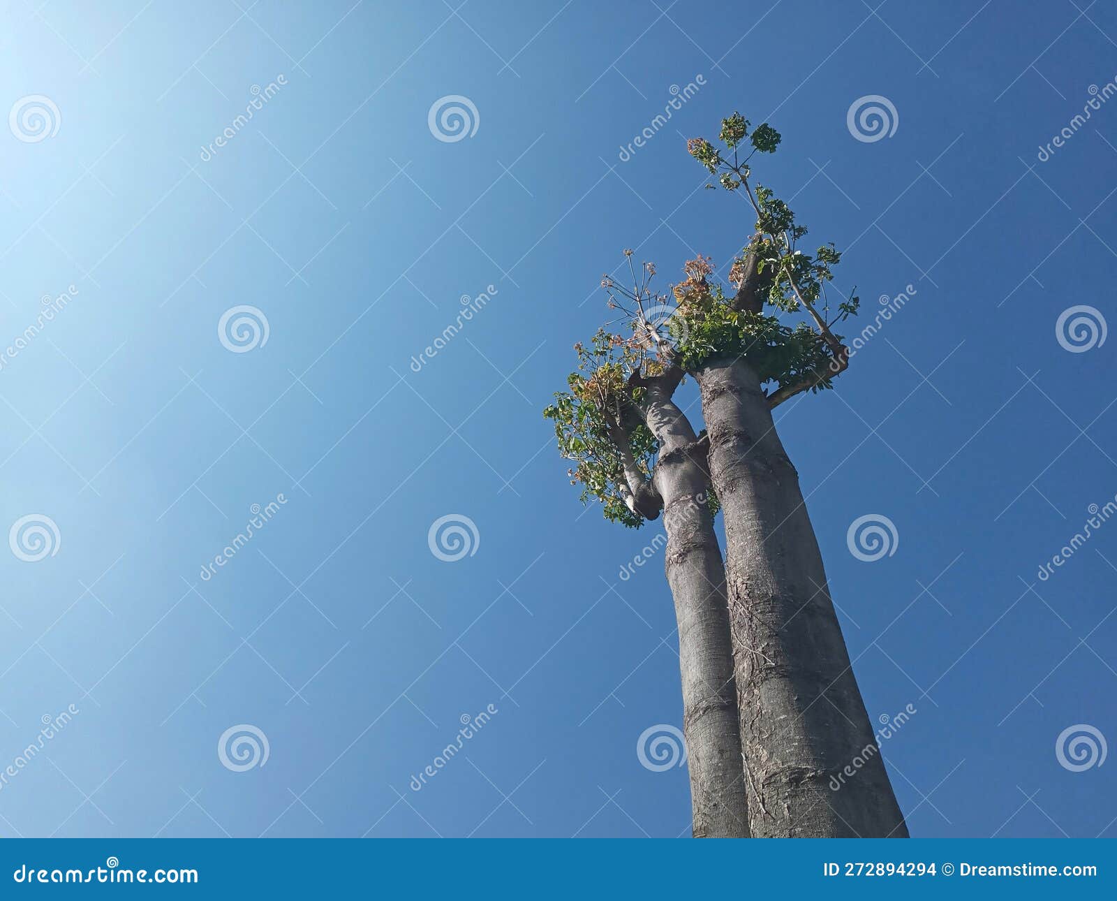 Tall Baobad Tree with Blue Sky Background during the Day Stock Photo ...