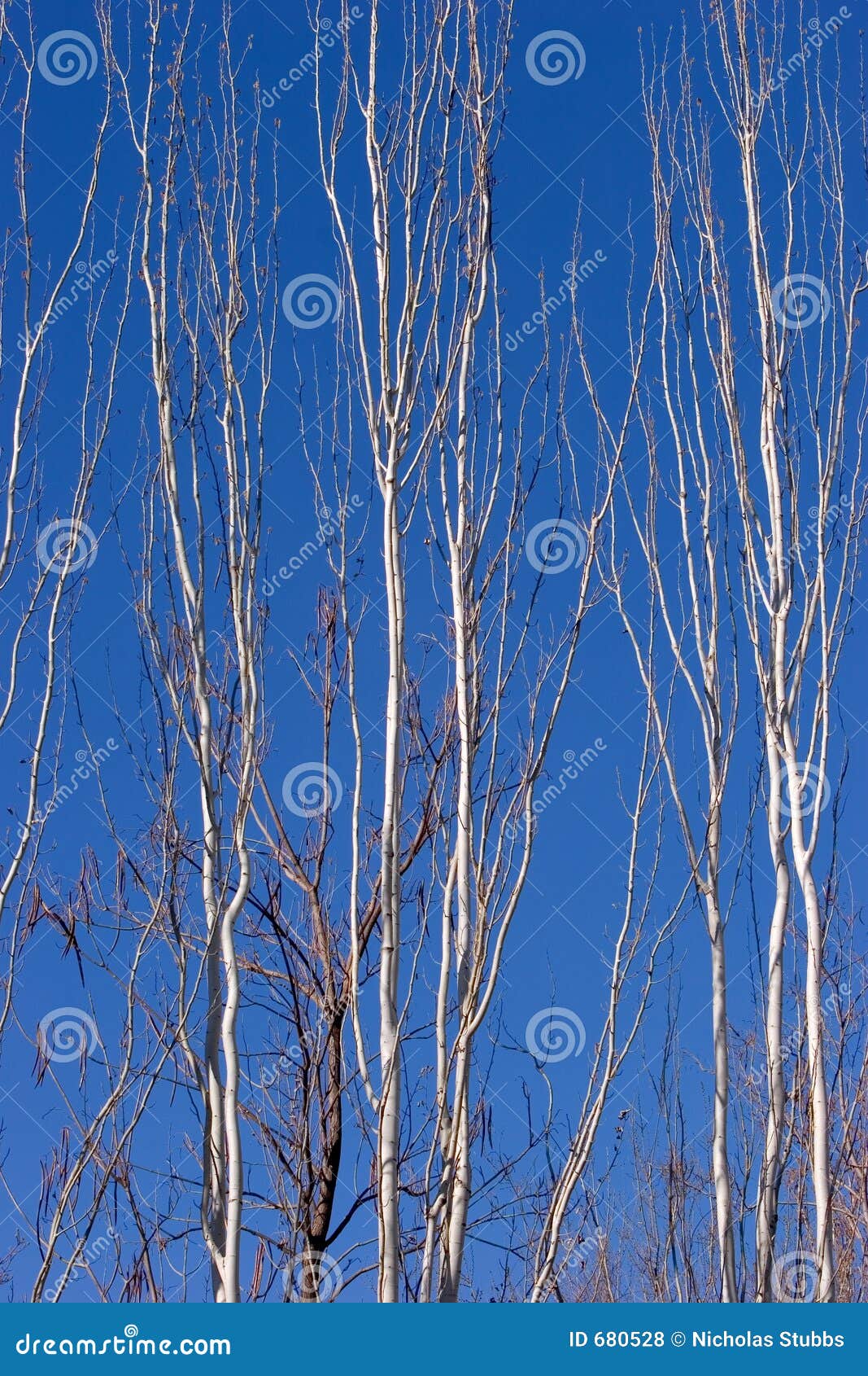 Tall, Bare Branches of a Silver Tree Stock Photo - Image of summer ...