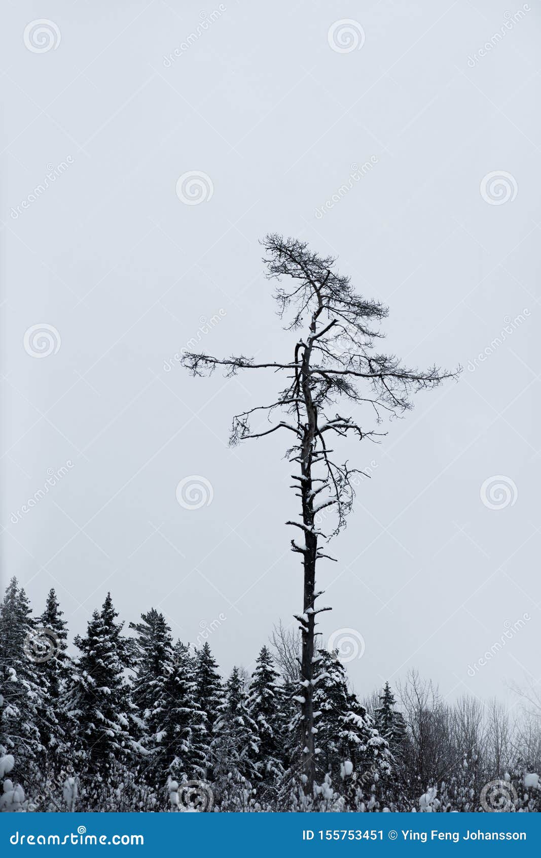 Tall Bare Dead Tree in Spruce Forest Stock Image - Image of sweden ...