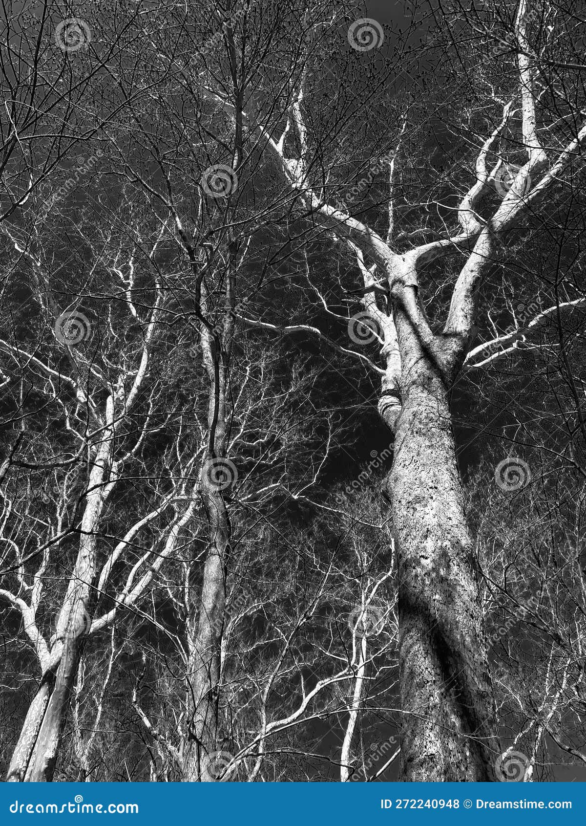 Tall Bare Tree in the Forest in March Stock Photo - Image of tree, tall ...