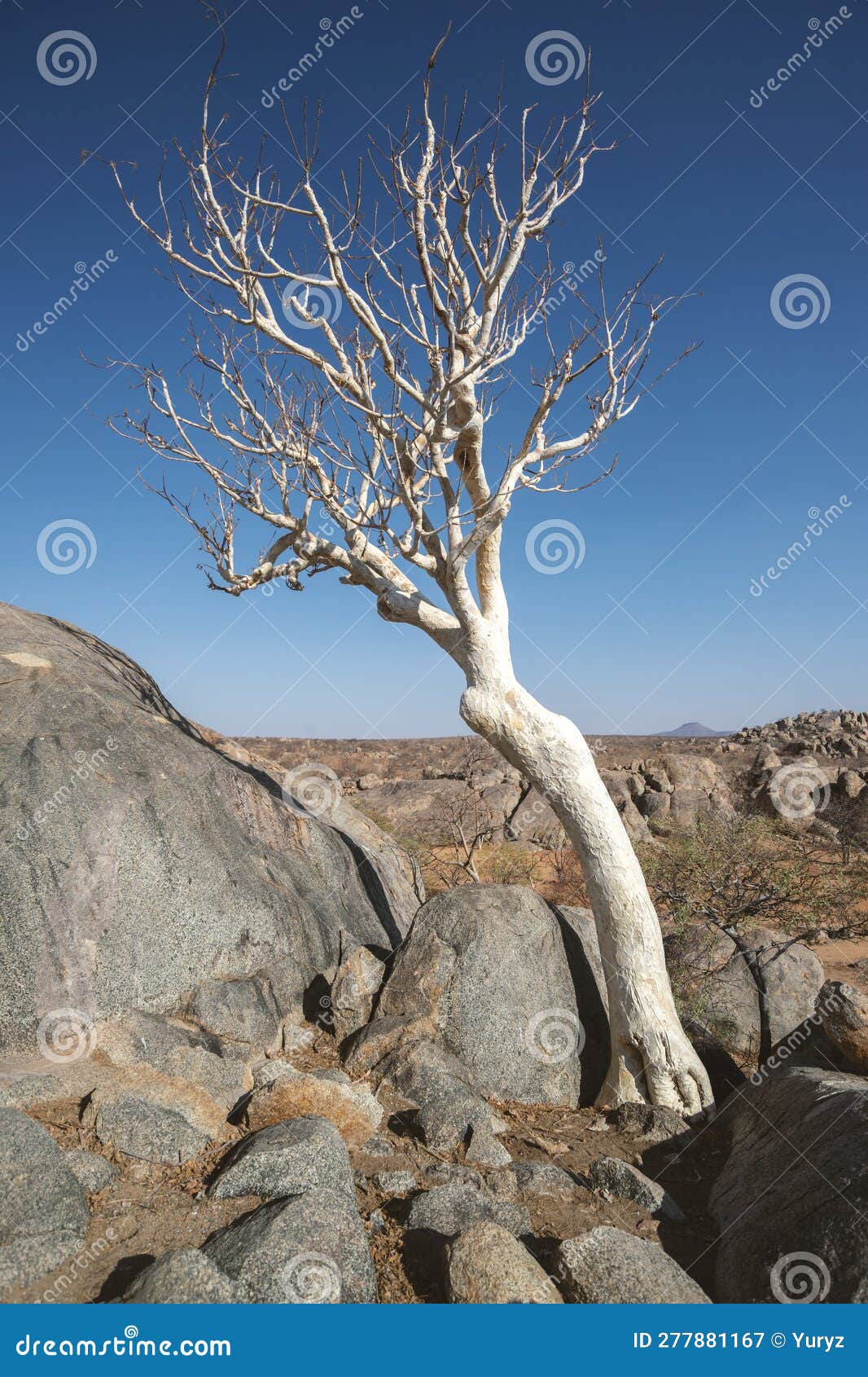 Bare desert tree stock image. Image of rocks, sunny - 277881167