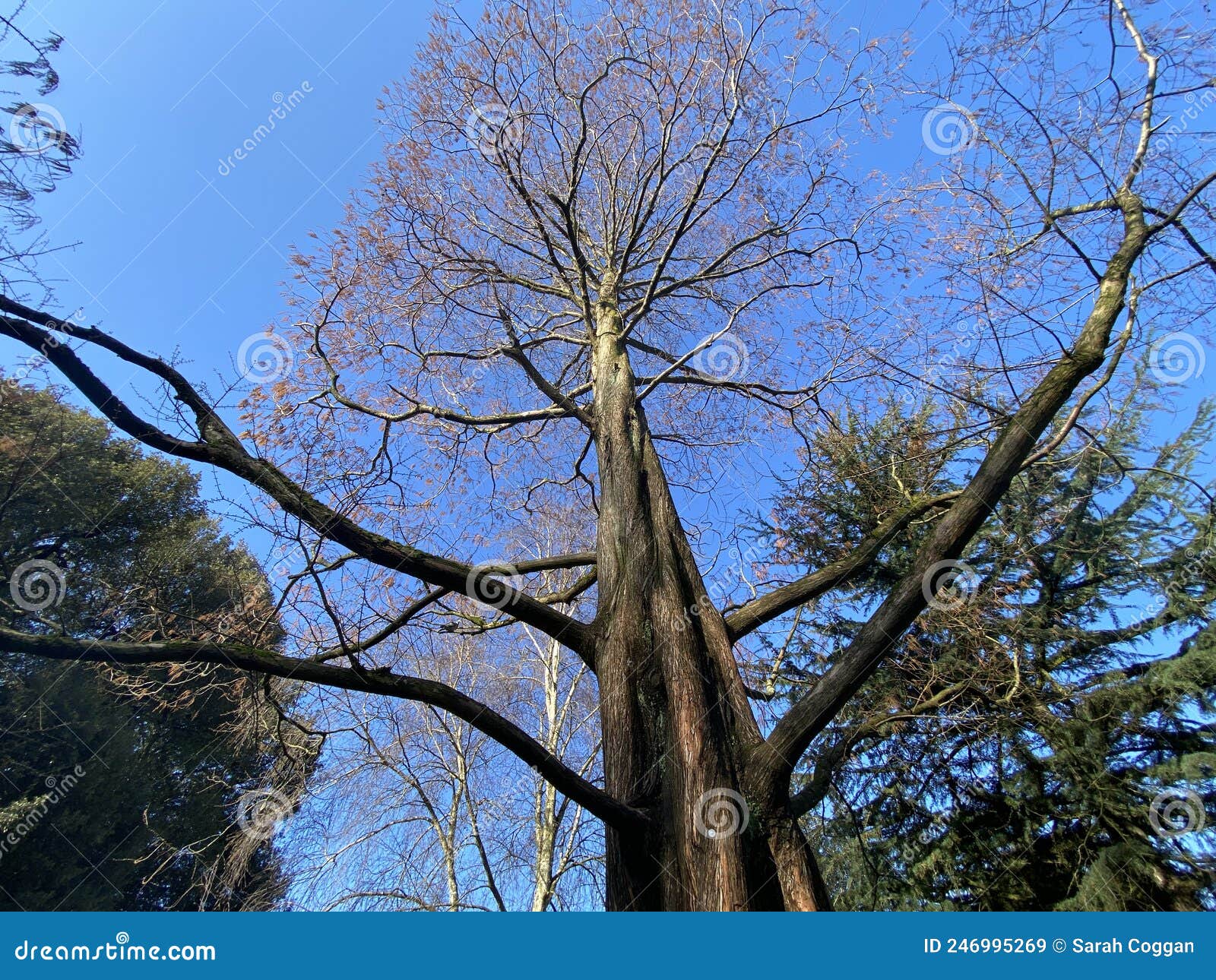 Tall Bare Tree with Outstretched Branches Stock Image - Image of branch ...
