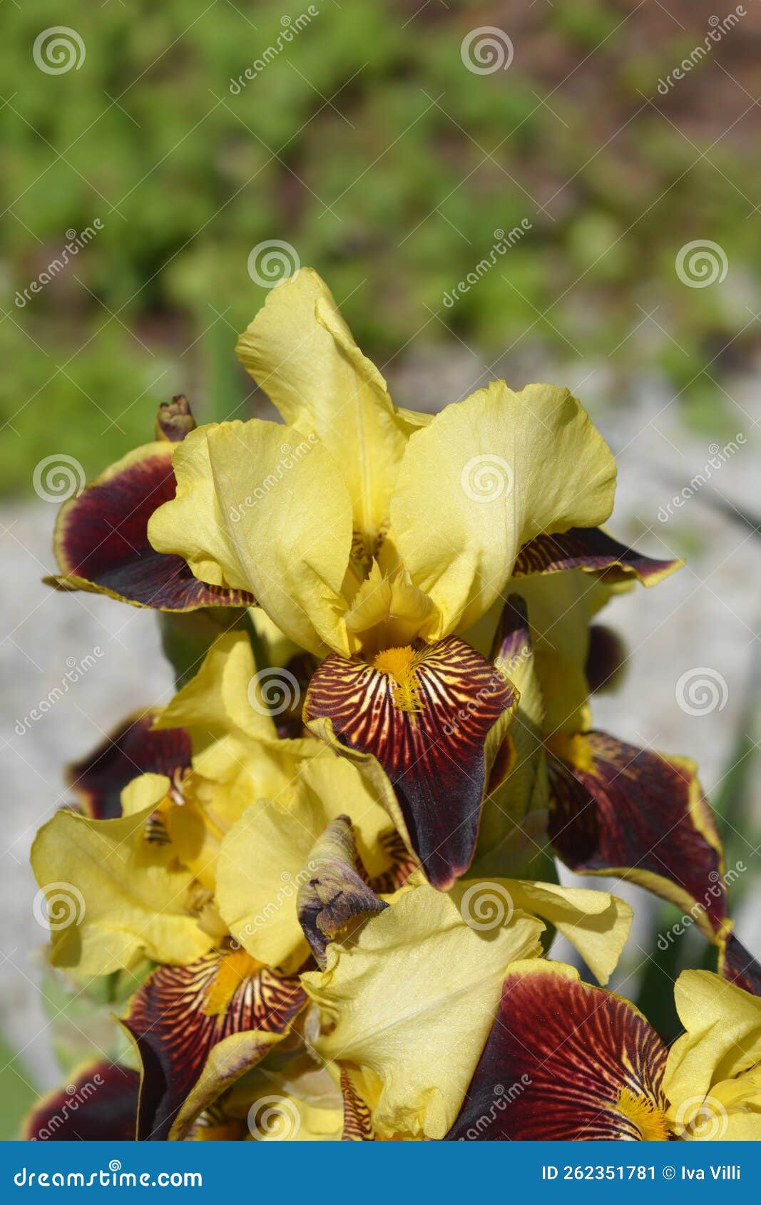 Tall Bearded Iris High Command Stock Image - Image of garden, barbata ...