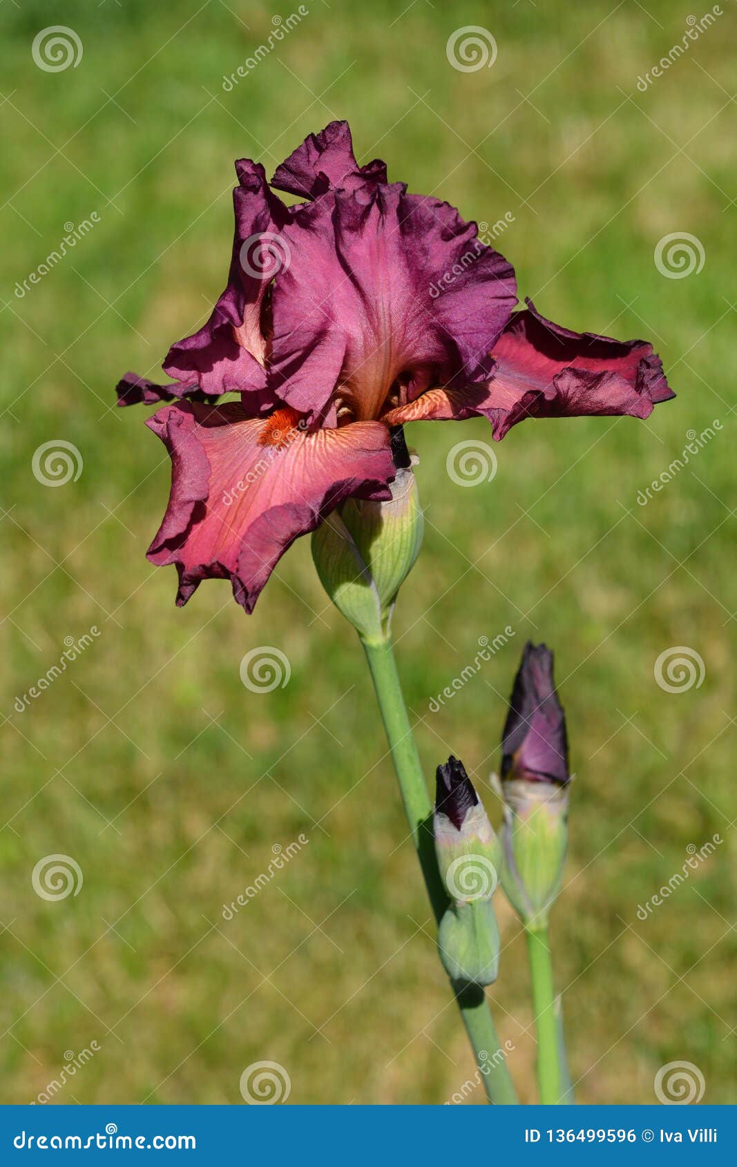 Tall Bearded Iris Lady Friend Stock Photo - Image of purple, plant ...