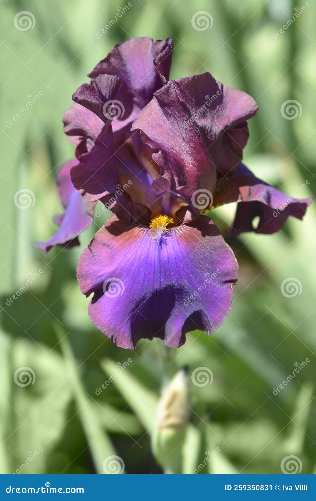 Tall bearded iris Pagan stock image. Image of plant - 259350831