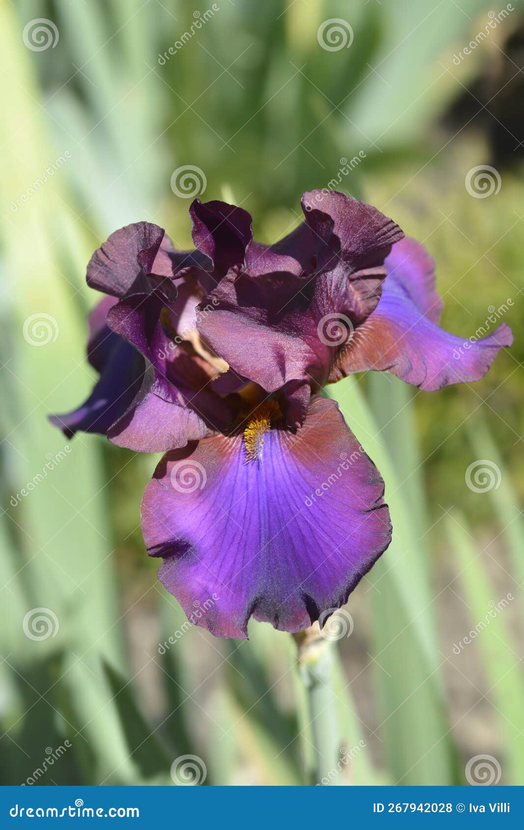 Tall bearded iris Pagan stock photo. Image of close - 267942028