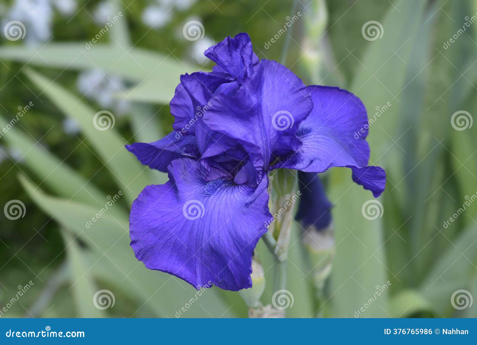 Tall Bearded Iris Blue Staccato Stock Photography | CartoonDealer.com ...