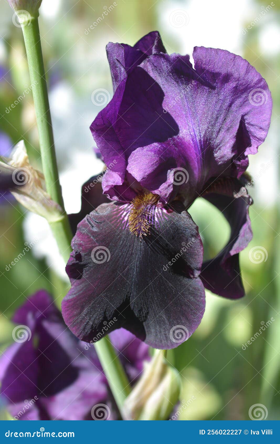 Tall Bearded Iris Sable Night Stock Image - Image of tall, iris: 256022227