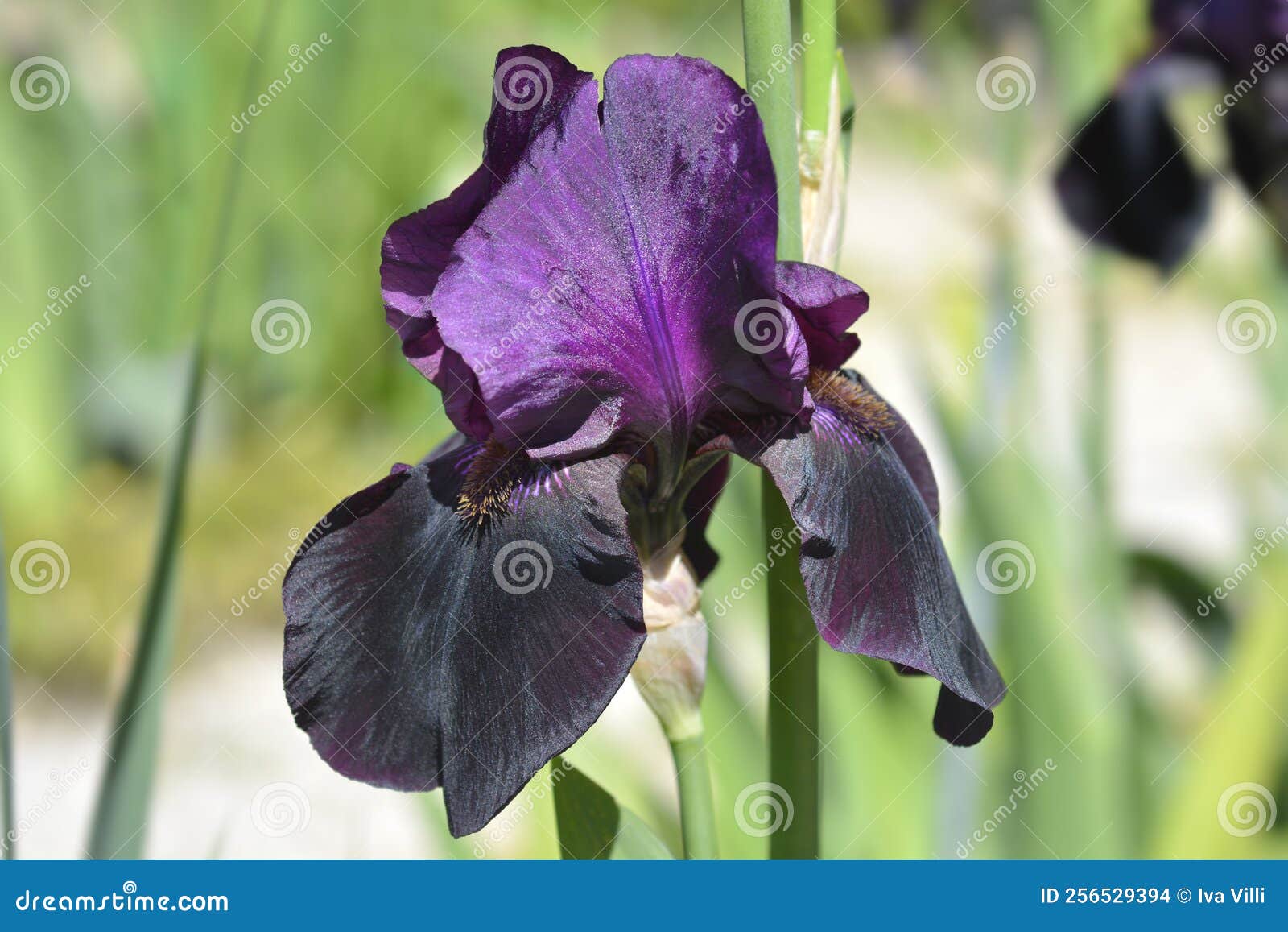 Tall Bearded Iris Sable Night Stock Photo - Image of green, purple ...