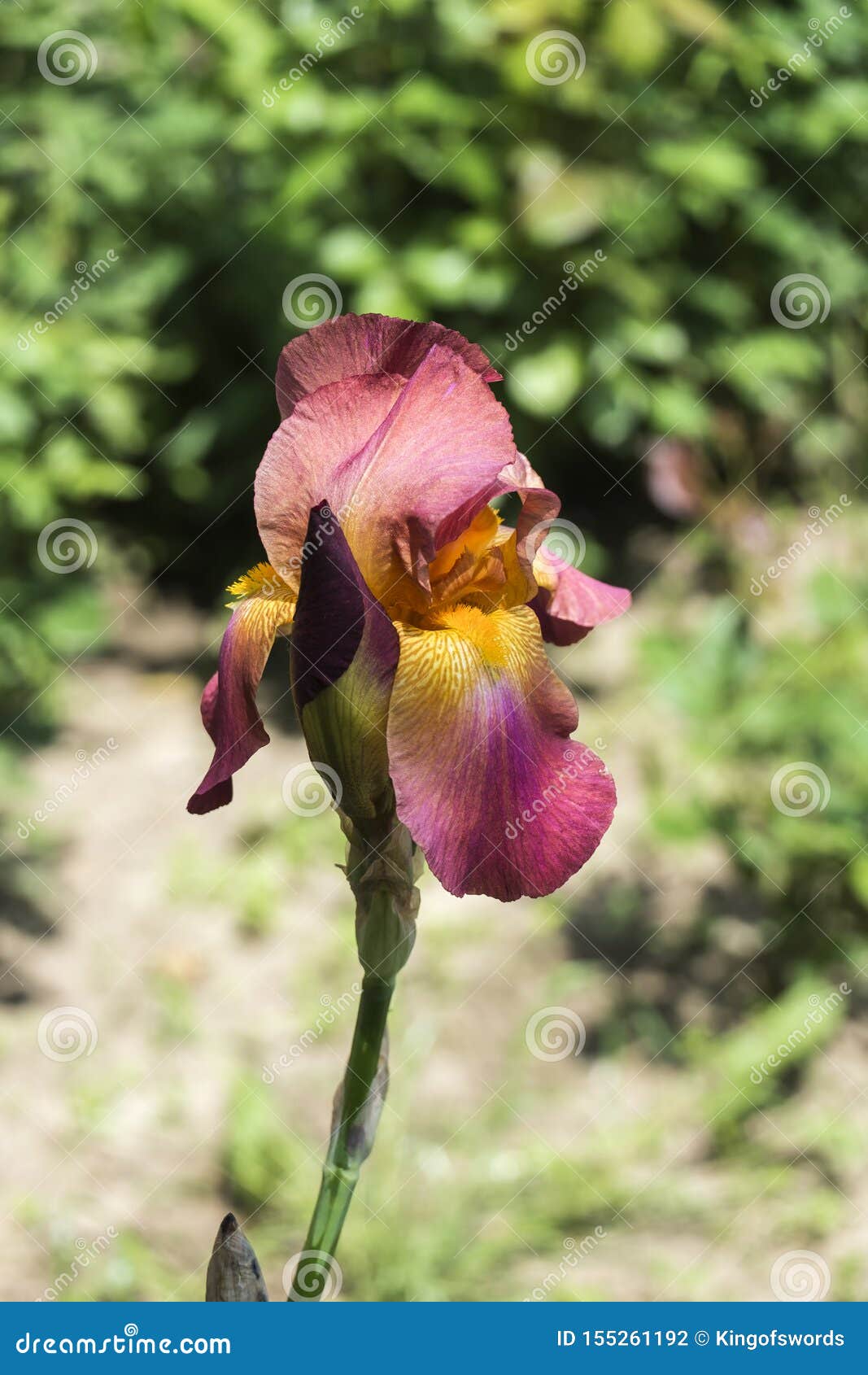 Tall Bearded Iris Two Tone Pink Stock Photo - Image of purple ...