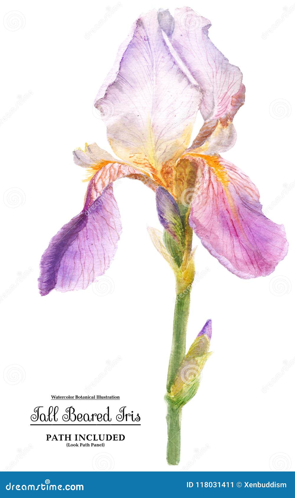 Tall Bearded Iris, Hand Drawn Ink Drawing Royalty-Free Cartoon ...