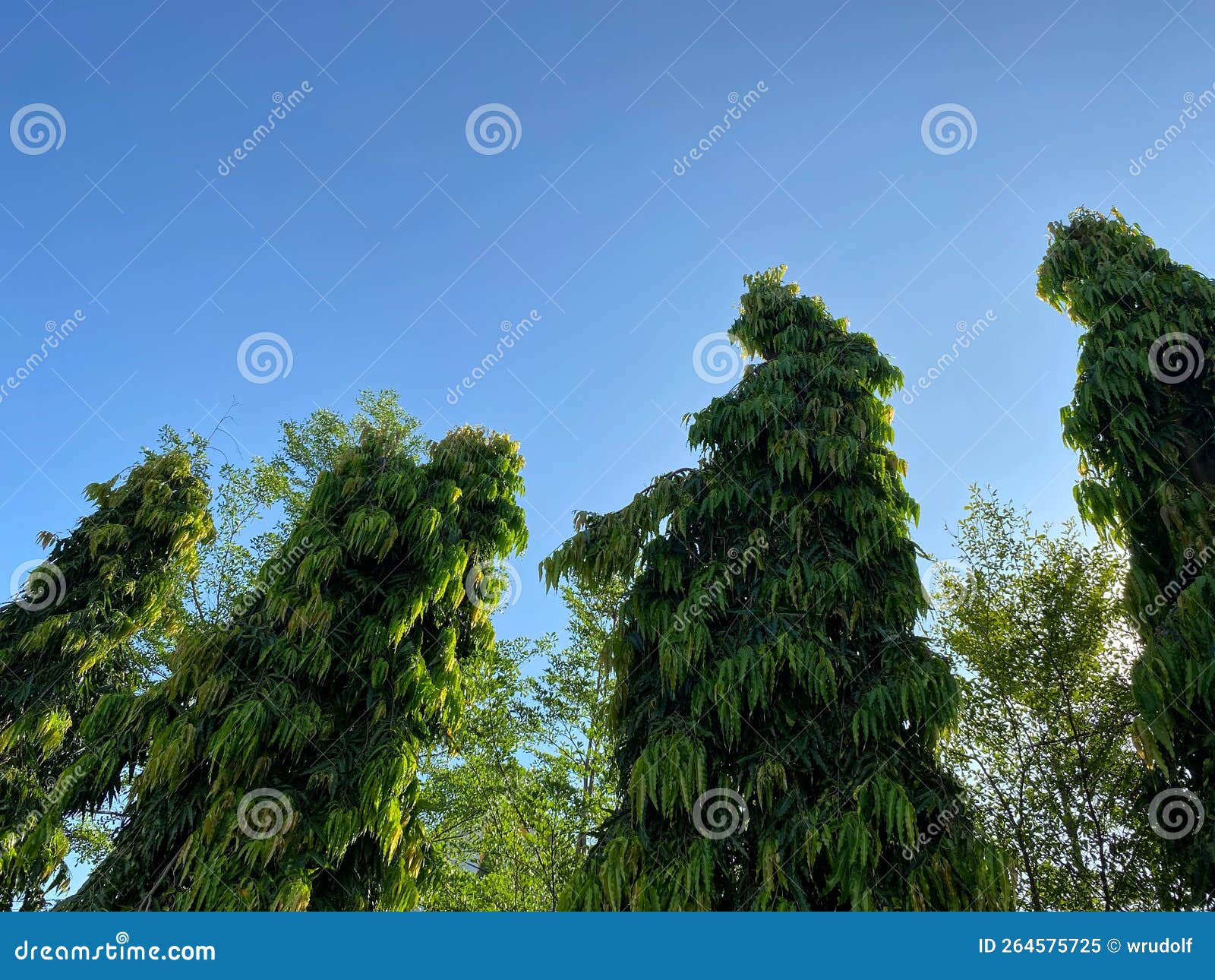 Tall Beautiful Monoon Longifolium or Ashoka Tree Under a Beautiful Blue ...