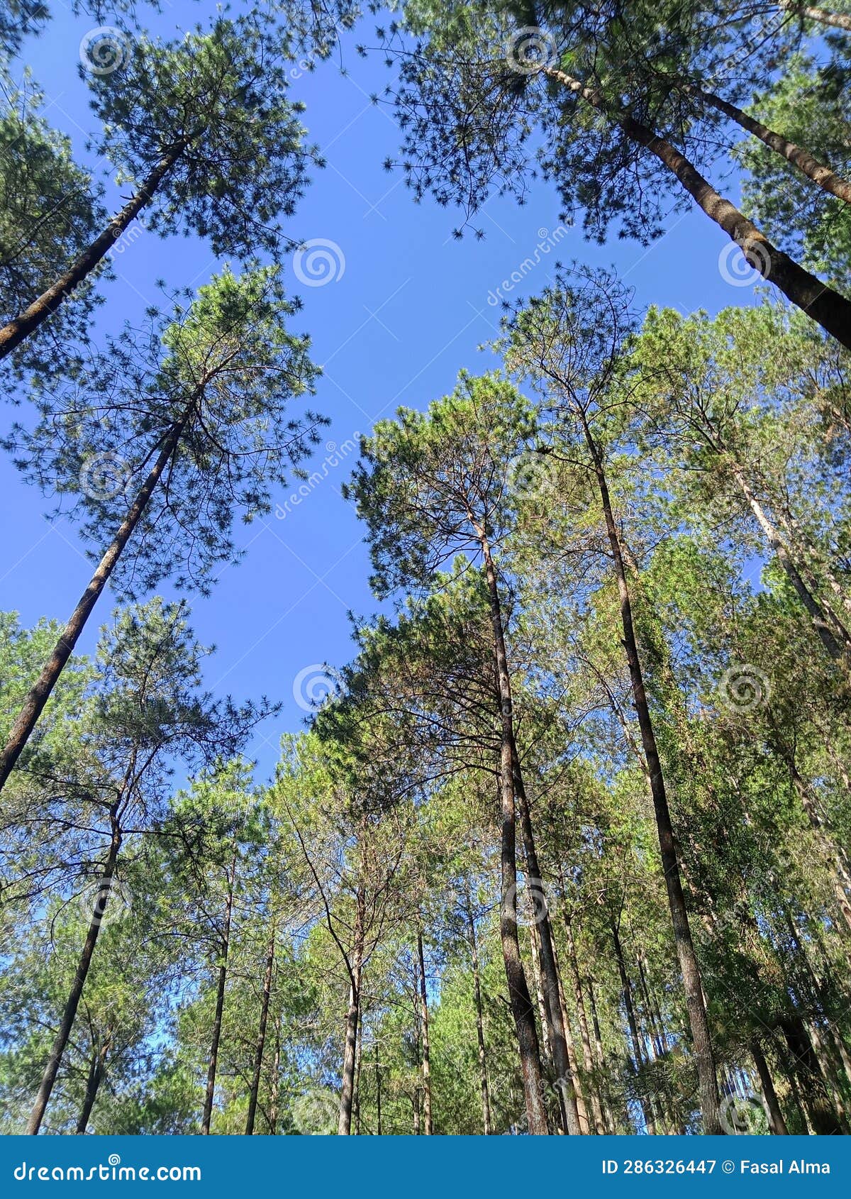 Tall and Beautiful Pine Tree Stock Image - Image of woodland, tall ...