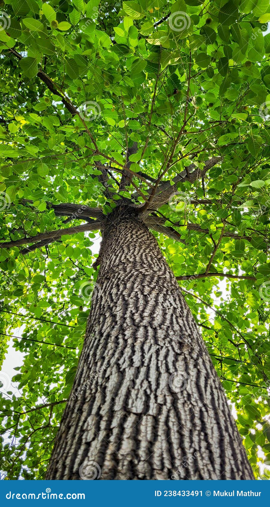 Tall and Beautiful Tree in a Park Stock Image - Image of large, growth ...