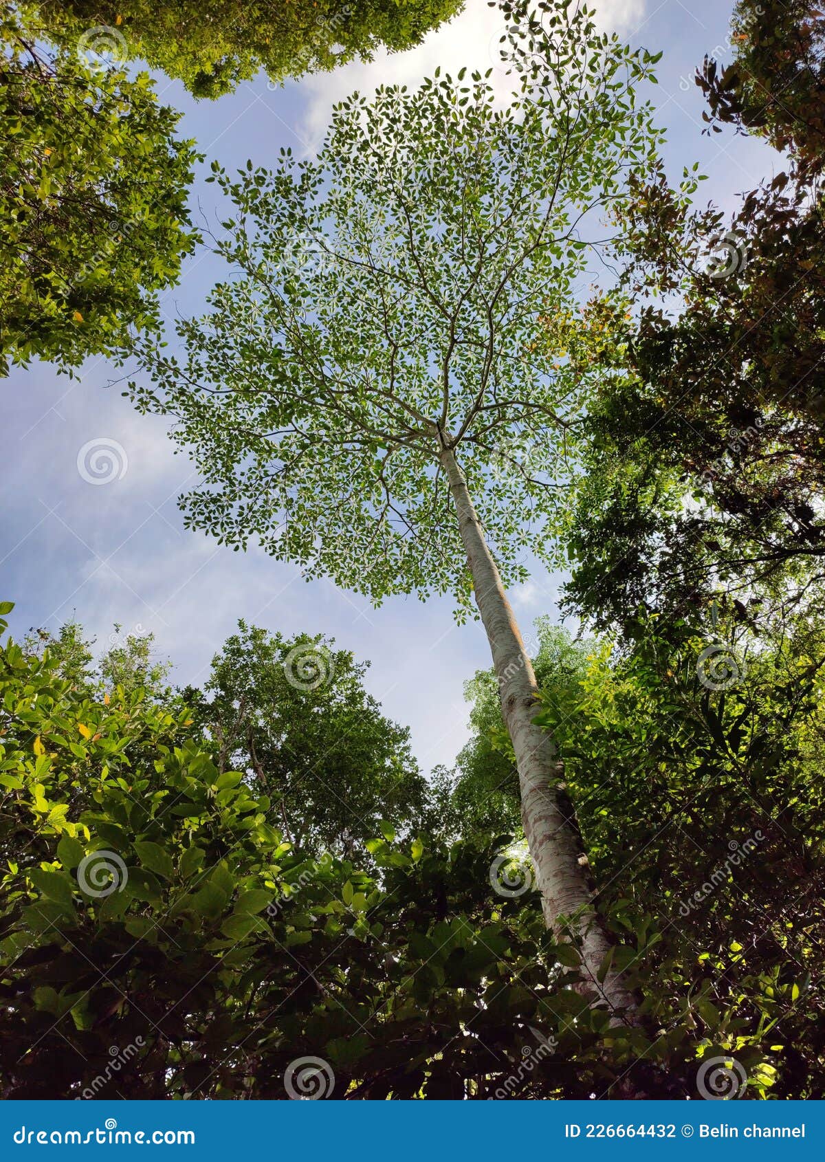 Tall and beautiful trees stock photo. Image of beautiful - 226664432